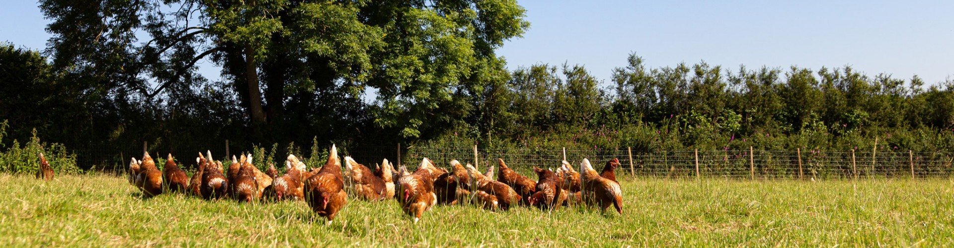 St Ewe Free Range Eggs | Cornwall & Isles of Scilly - Growth Hub