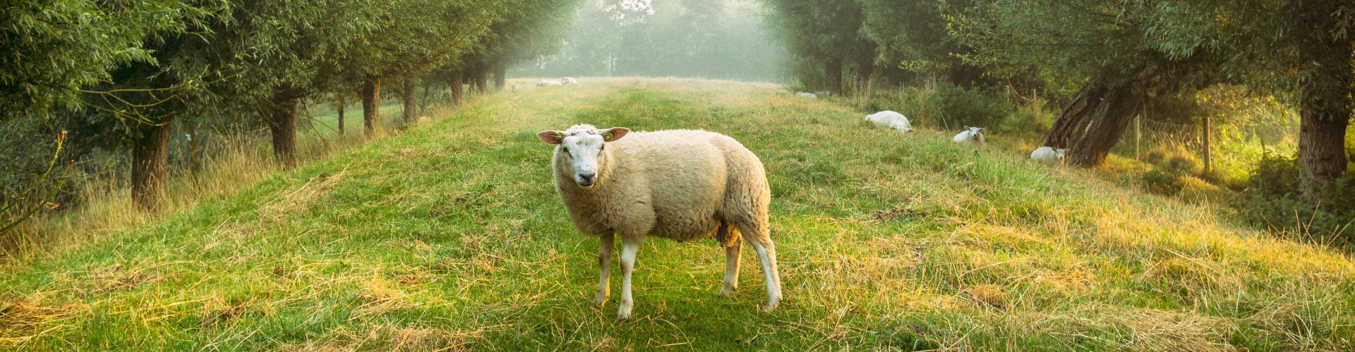 Widespread ewe-phoria as Shaun the Sheep becomes Countryside Code ... Widespread ewe-phoria as Shaun the Sheep becomes Countryside Code ...
